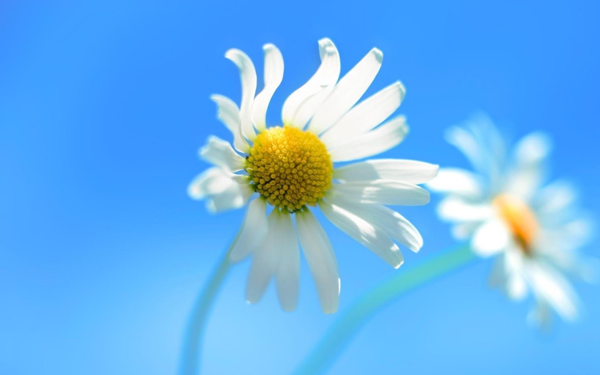 Обои для Windows 10